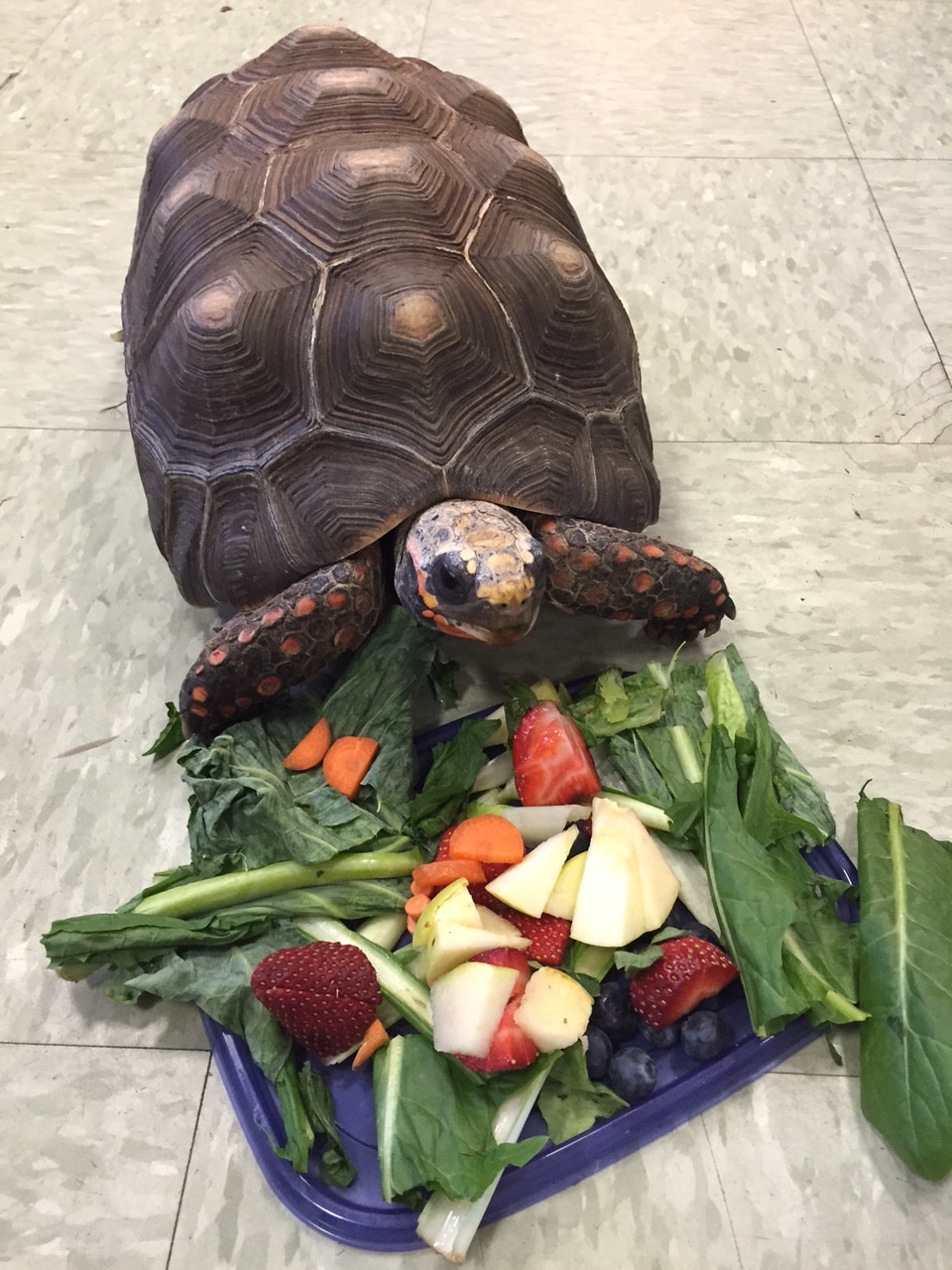 Totally Turtles-FULL - Connecticut Art Trail